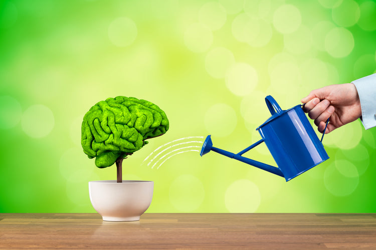 The Crucial Role of Hydration in Optimizing Brain Function – BrainTree ...